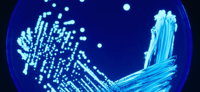 New Outbreaks Highlight Legionella Risk | Grumman|Butkus Associates